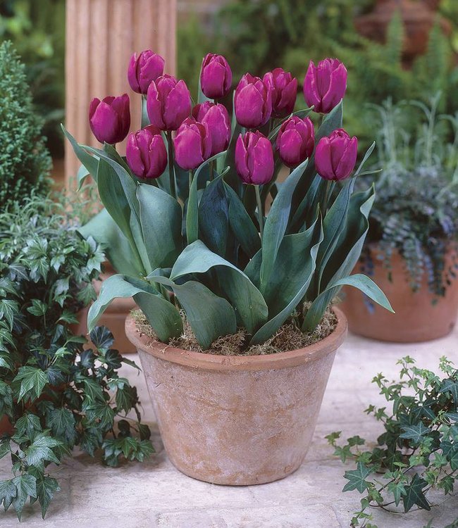Tulip bulbs Purple Prince - suitable for border and pot! - Tulip Store