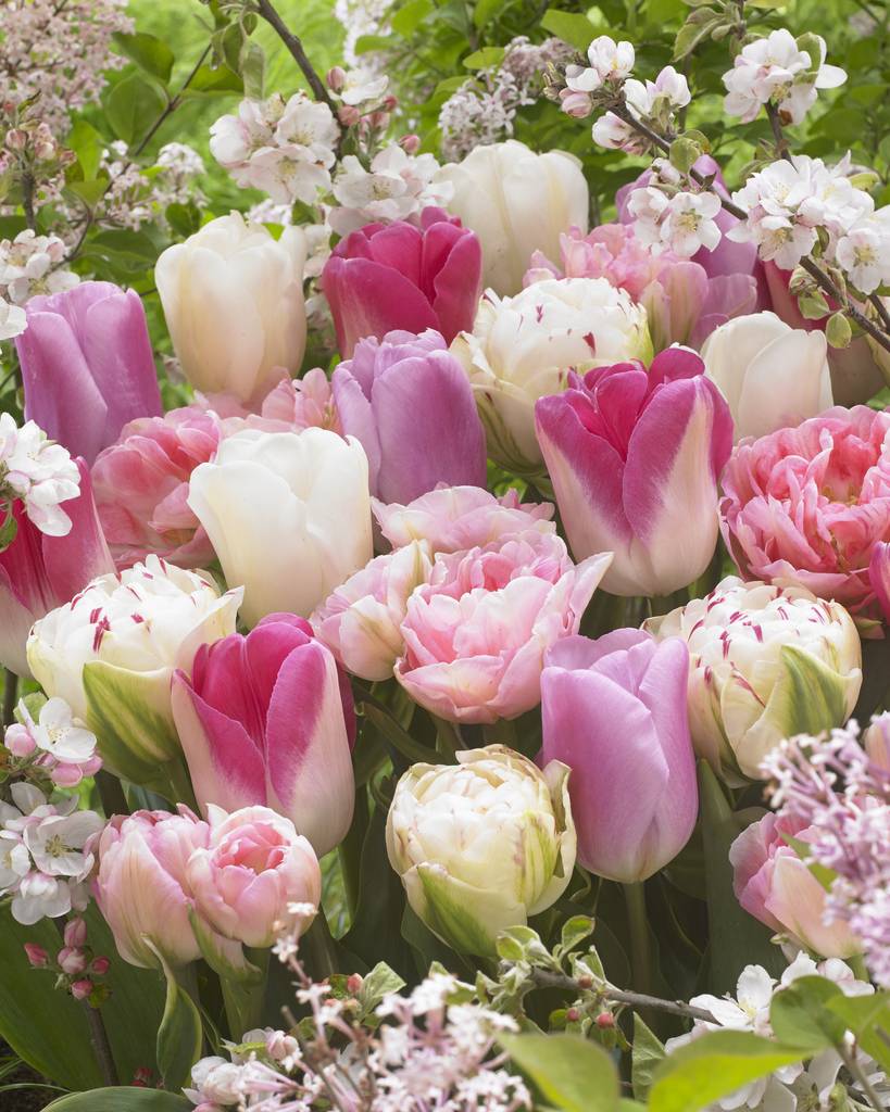 Tulip bulbs Romantic Spring - beautiful pink tulips! - Tulip Store