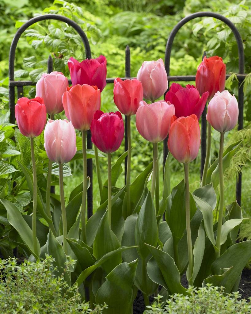 Tulip bulbs Family van Eijk - mixture of large tulips! - Tulip Store