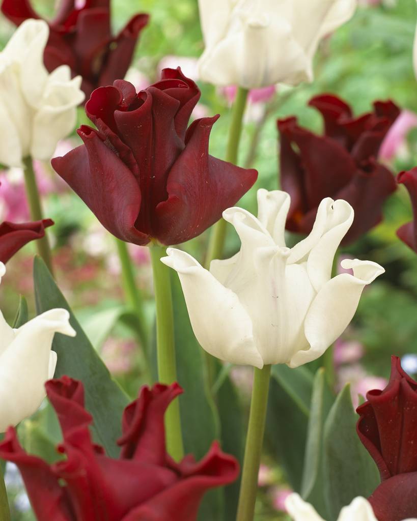 Bulbes de tulipes White Liberstar - une tulipe blanche et gracieuse ...