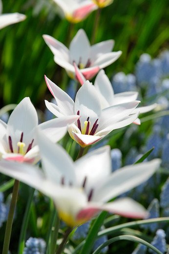 Tulip bulbs Lady Jane - beautiful, botanical pink tulip! - Tulip Store