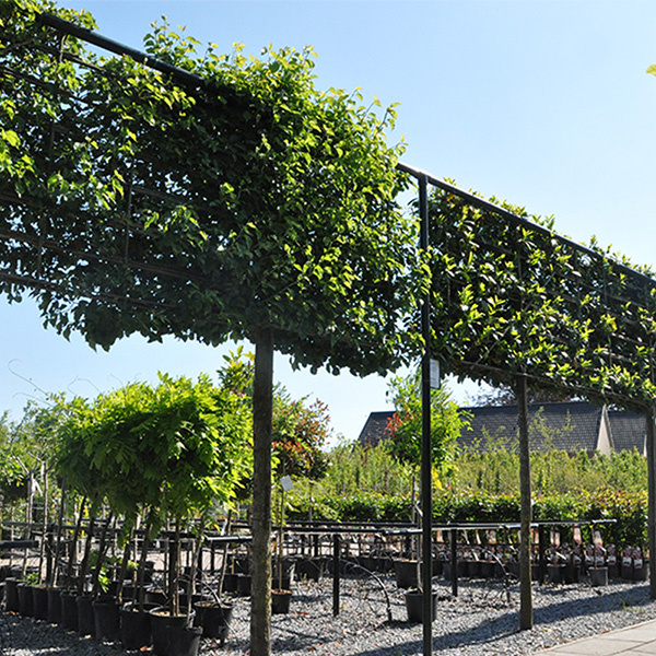 Leilinde hekwerkpakket Compleet | Leilindebomen frame constructie ...