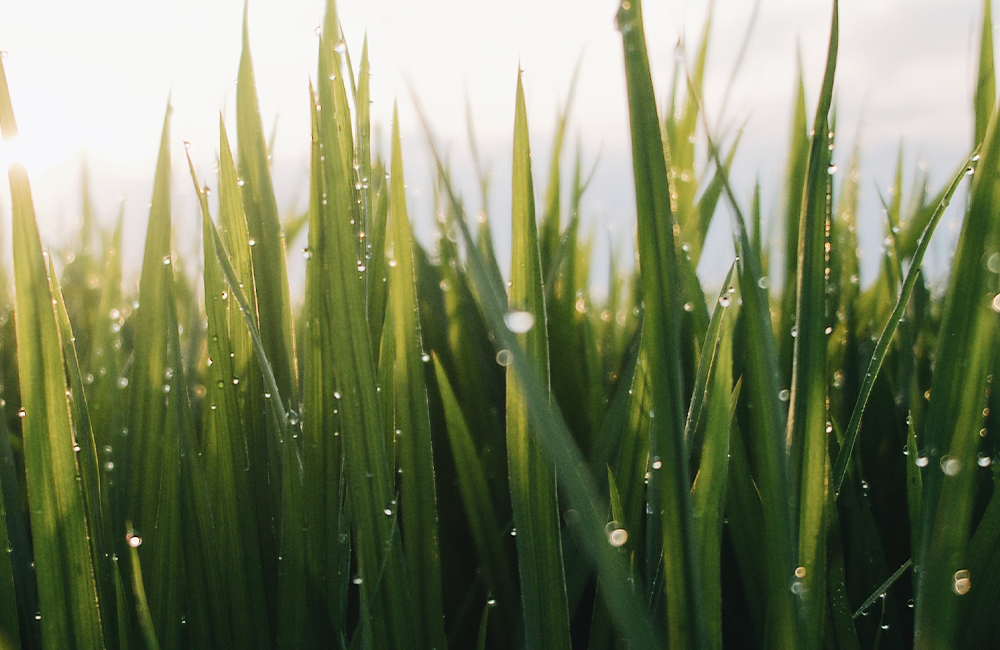 Graszaad: Veelgestelde vragen | Alles wat je moet weten - Graszaaddirect