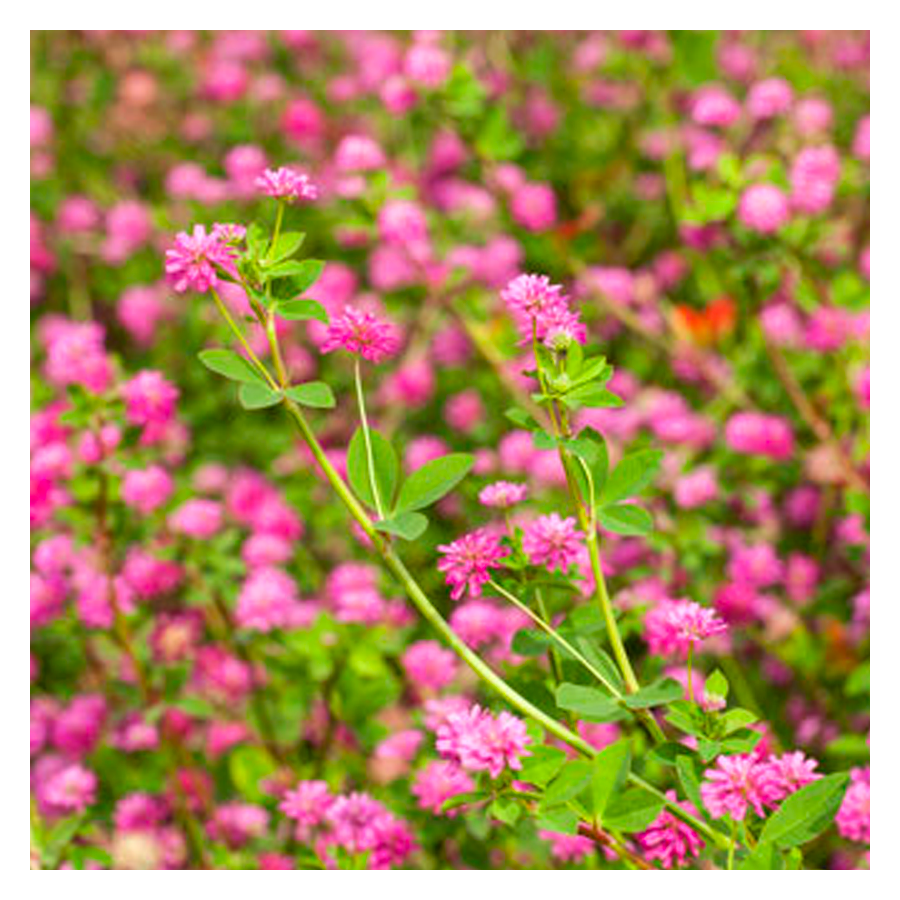 Ten Have Seeds Perzische Klaver - Graszaaddirect