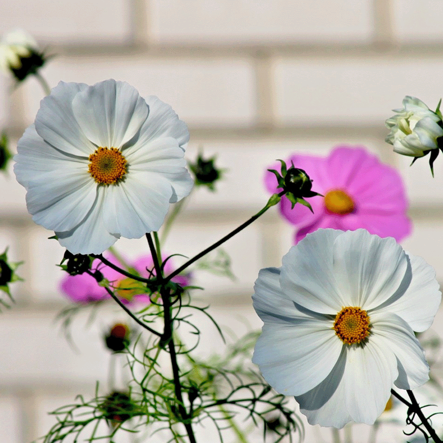 Cosmea Sensation Mix | MRS Seeds & Mixtures - Graszaaddirect