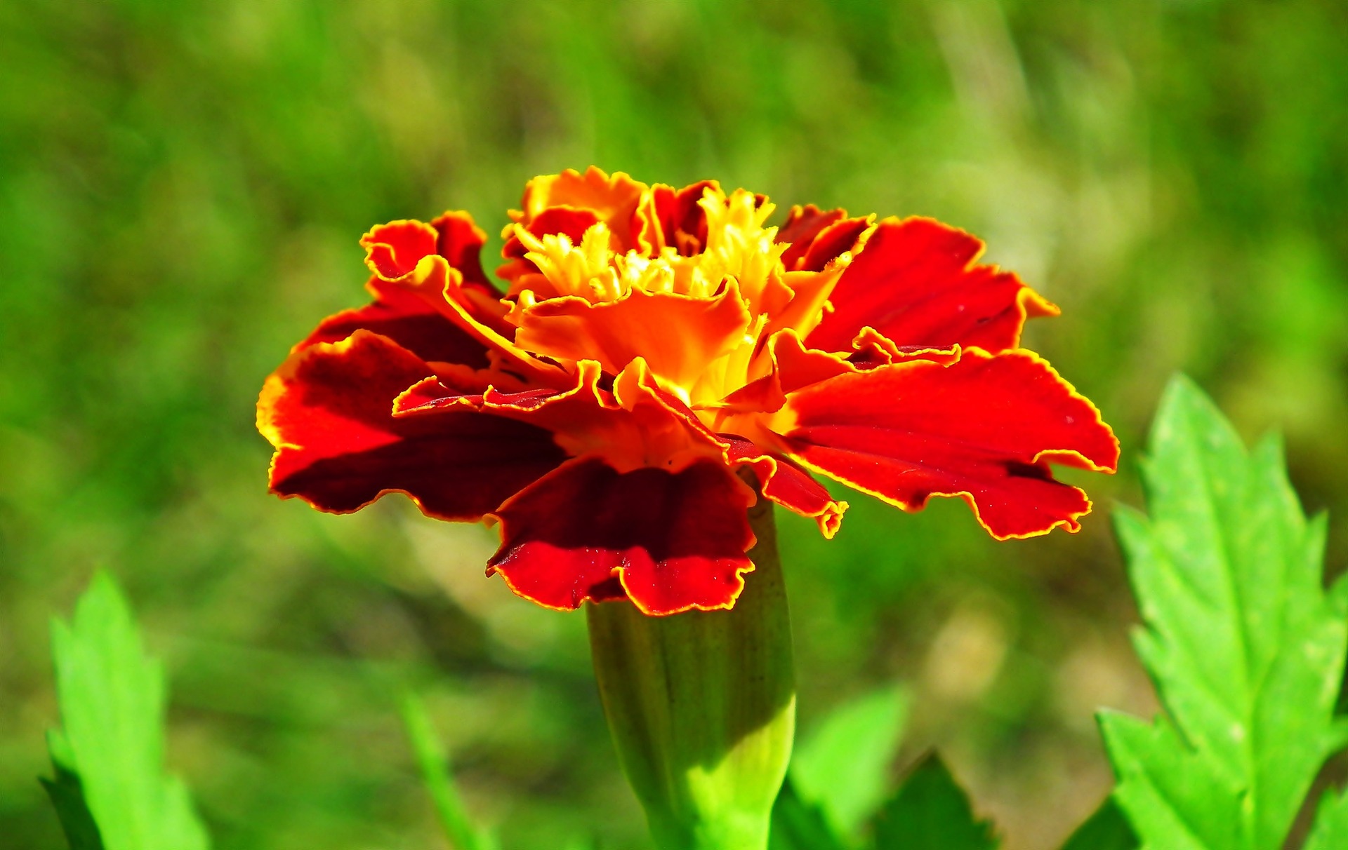 Alles over Afrikaantjes - Tagetes - Graszaaddirect
