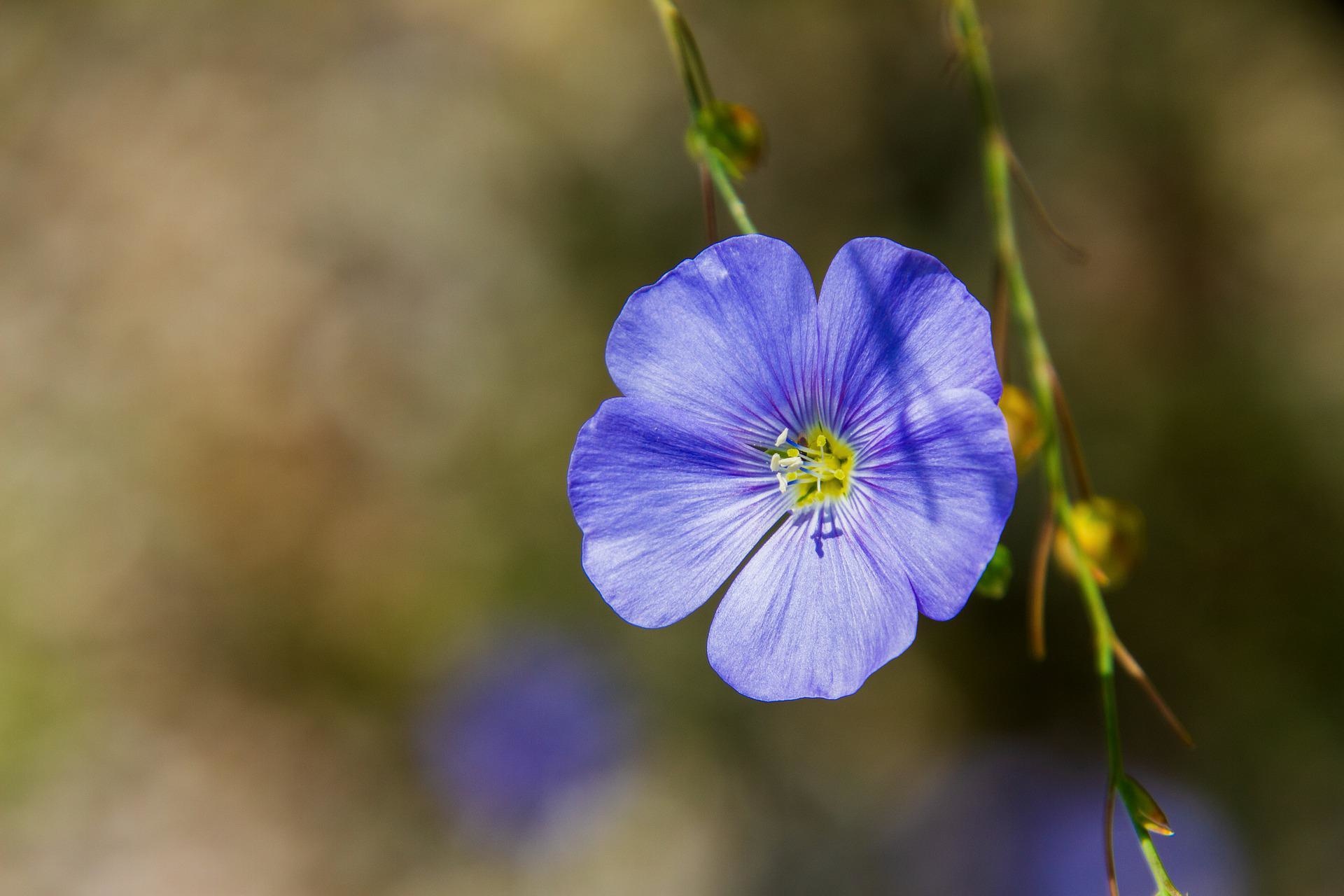 Alles over Vlas - Linum: van zaaien tot weetjes - Graszaaddirect