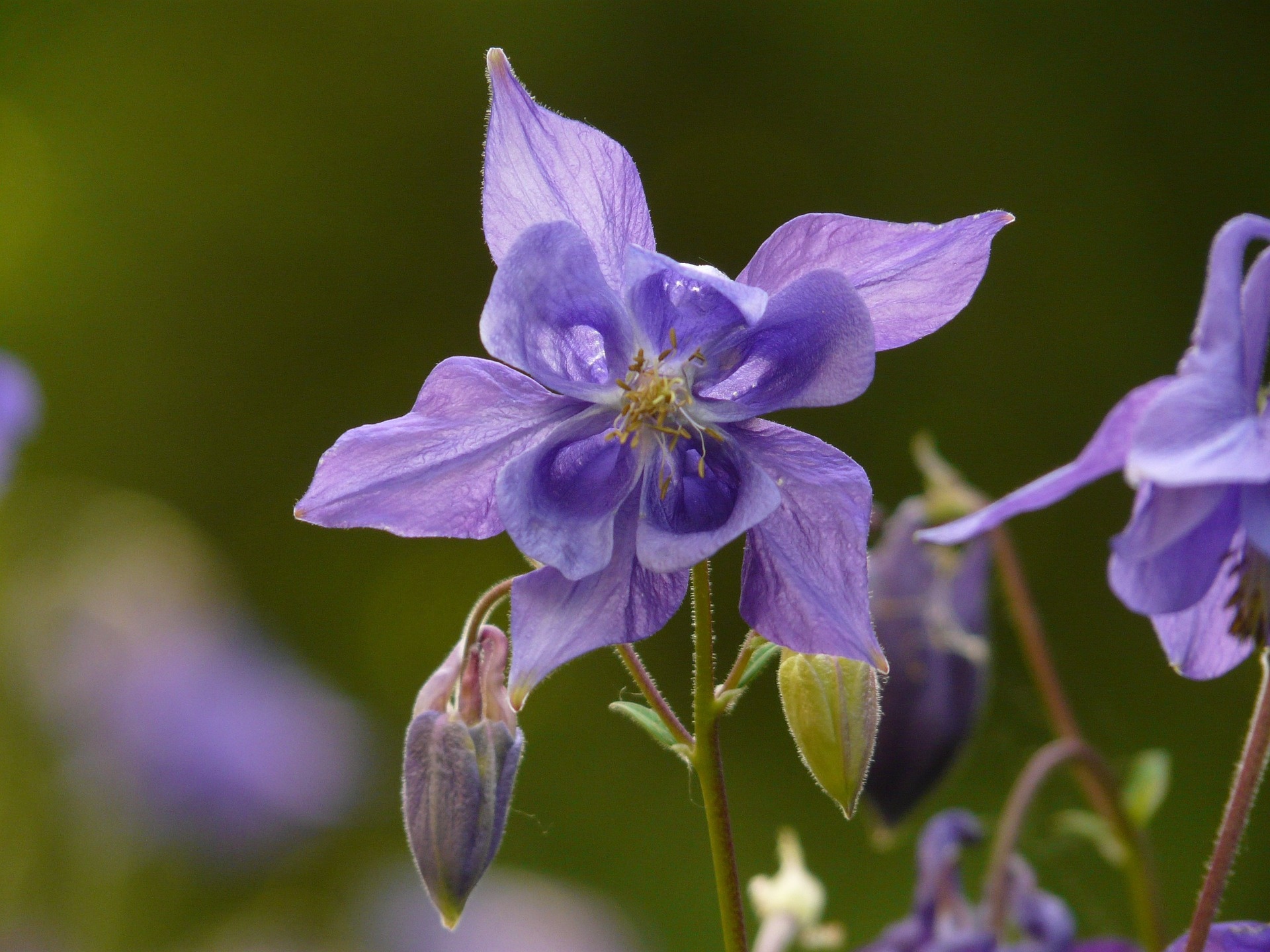 Alles over de Akelei - Aquilegia vulgaris - Graszaaddirect