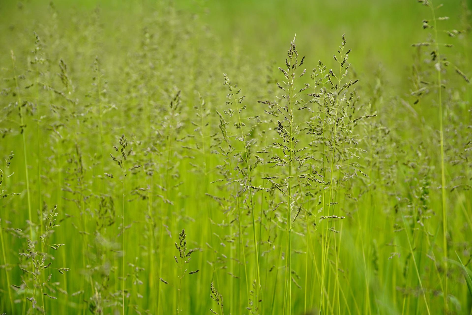 Alles over Veldbeemdgras – Poa pratensis | Gebruik & tips - Graszaaddirect