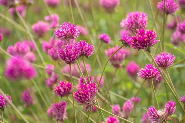 Alles over Amarant (Amaranthus): Algemene info & zaaitips - Graszaaddirect