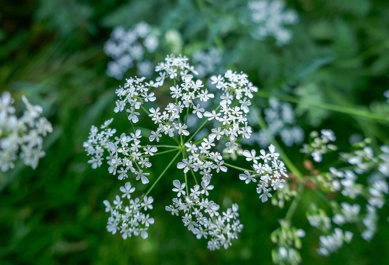 Fluitenkruid - Anthriscus sylvestris - Graszaaddirect