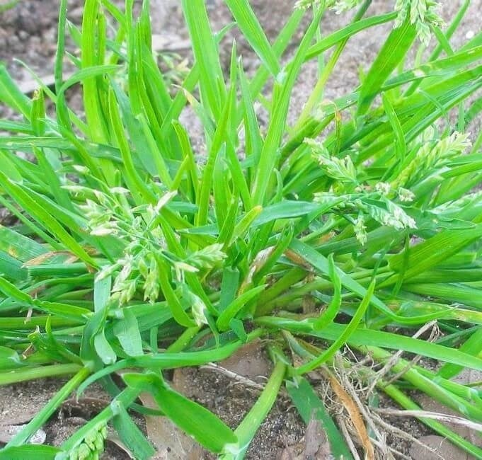 Wild gras in je gazon bestrijden – Herkenning en aanpak - Graszaaddirect