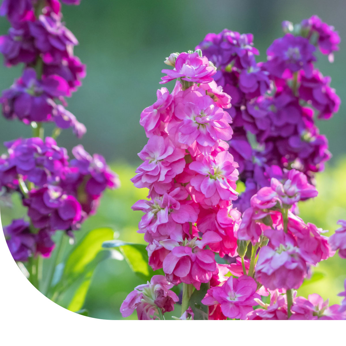 Violier (gemengd) - Matthiola incana | MRS Seeds & Mixtures