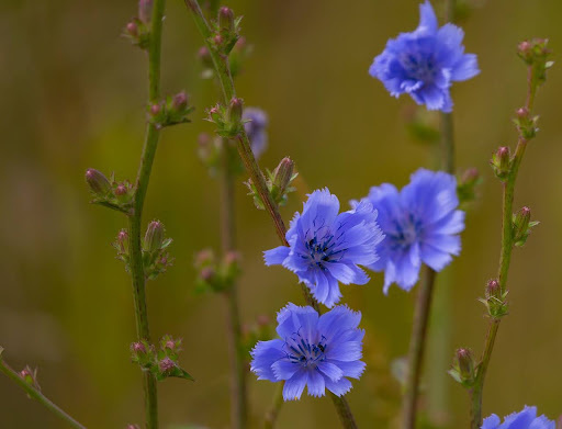 Alles over Cichorei - Cichorium intybus - Graszaaddirect