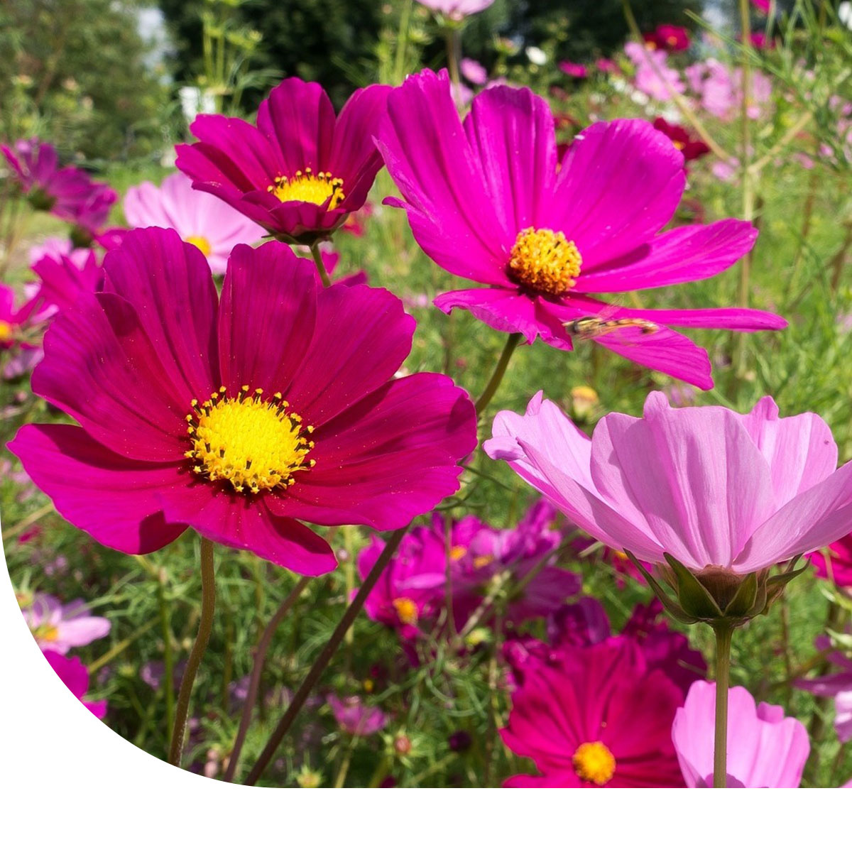Cosmea 'Dwarf Sensation' - mix | MRS Seeds