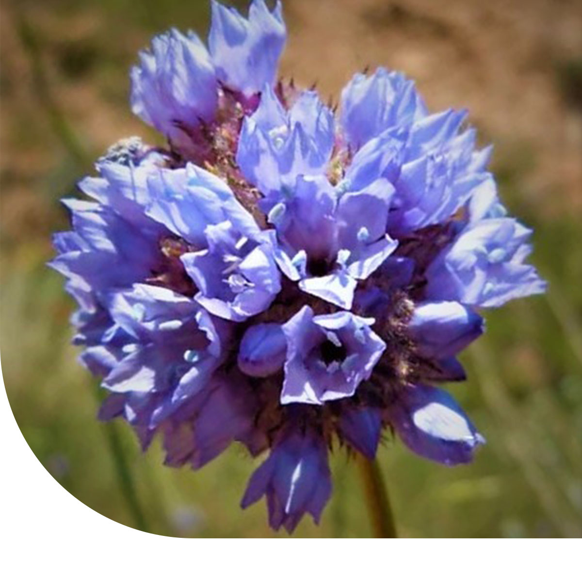 Gilia - Gilia capitata | MRS Seeds