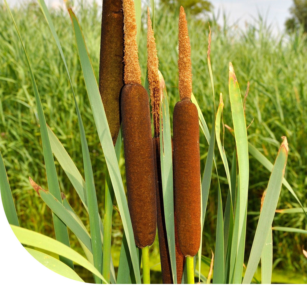 Grote lisdodde – Typha latifolia | MRS Seeds & Mixtures