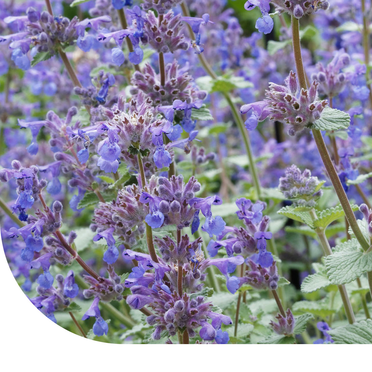 Wild kattenkruid - Nepeta cataria