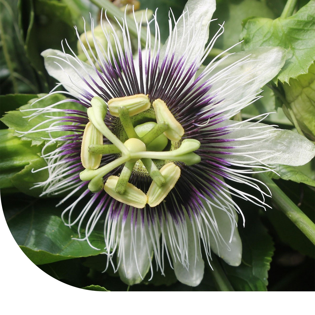 Passievrucht – Passiflora edulis | MRS Seeds & Mixtures