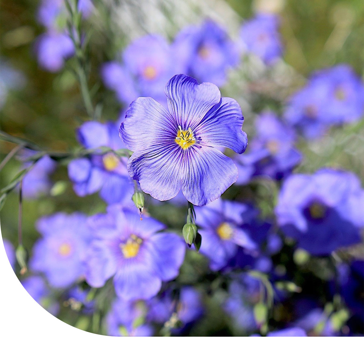 Vlas - Linum usitatissimum | MRS Seeds