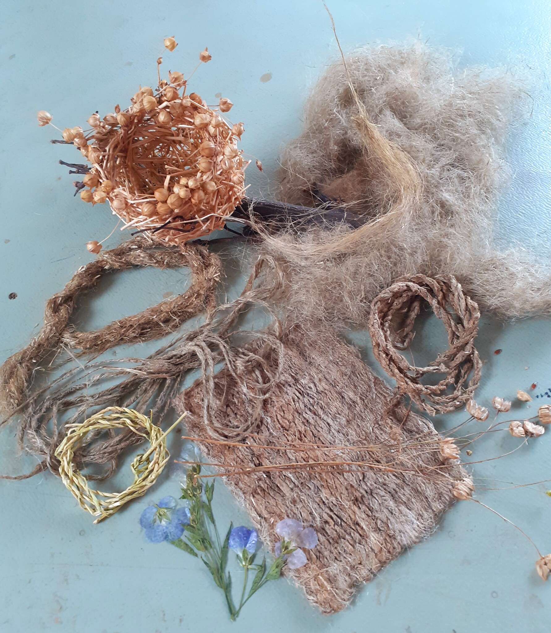 Vlas: van plant tot textiel – Ontdek het complete proces - Graszaaddirect