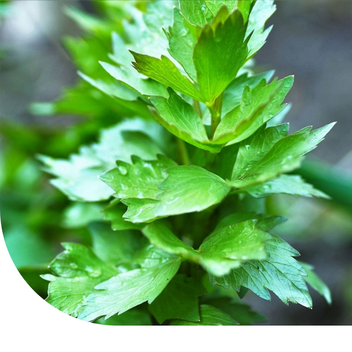 Lavas (Maggiplant) - Levisticum officinale | MRS Seeds