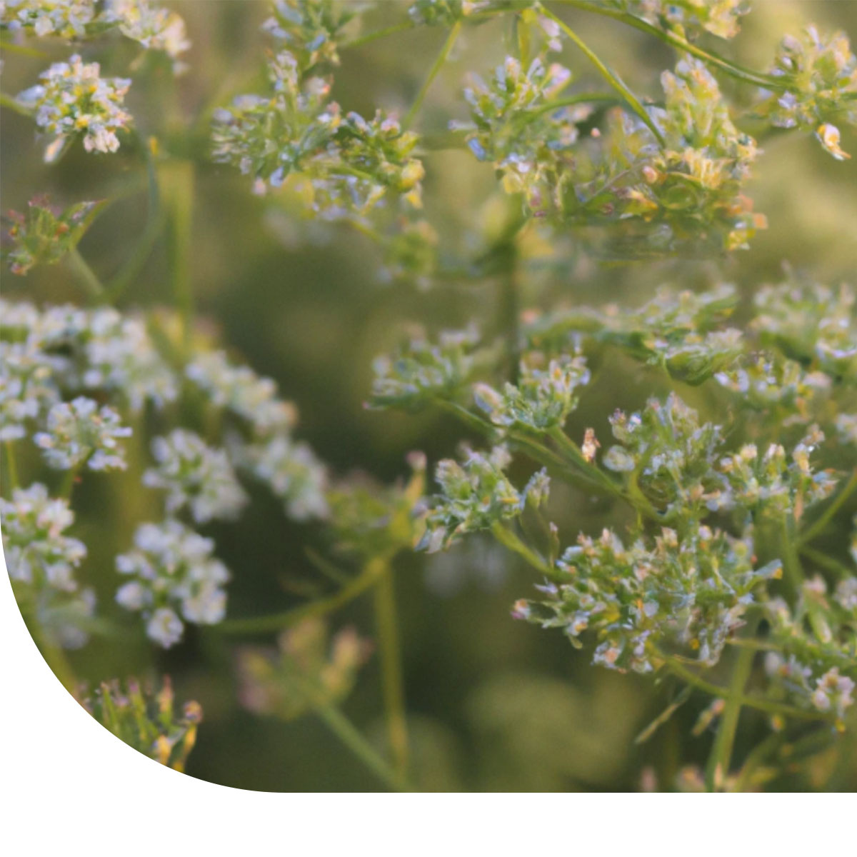 Komijn - Cuminum cyminum | Hoge kwaliteit & snel verzonden