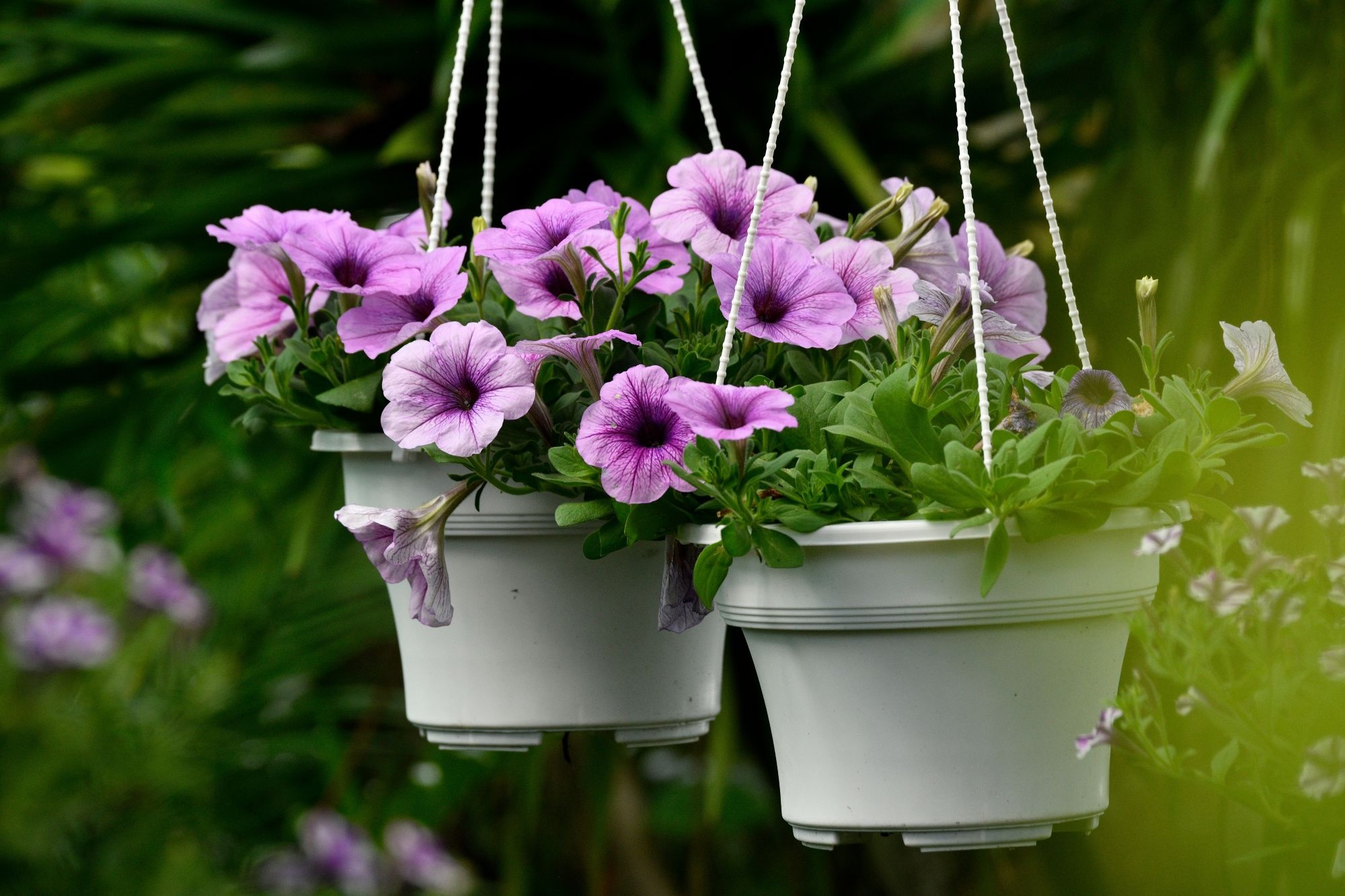 Alles over petunia’s: zaaien, verzorgen, weetjes en tips! - Graszaaddirect