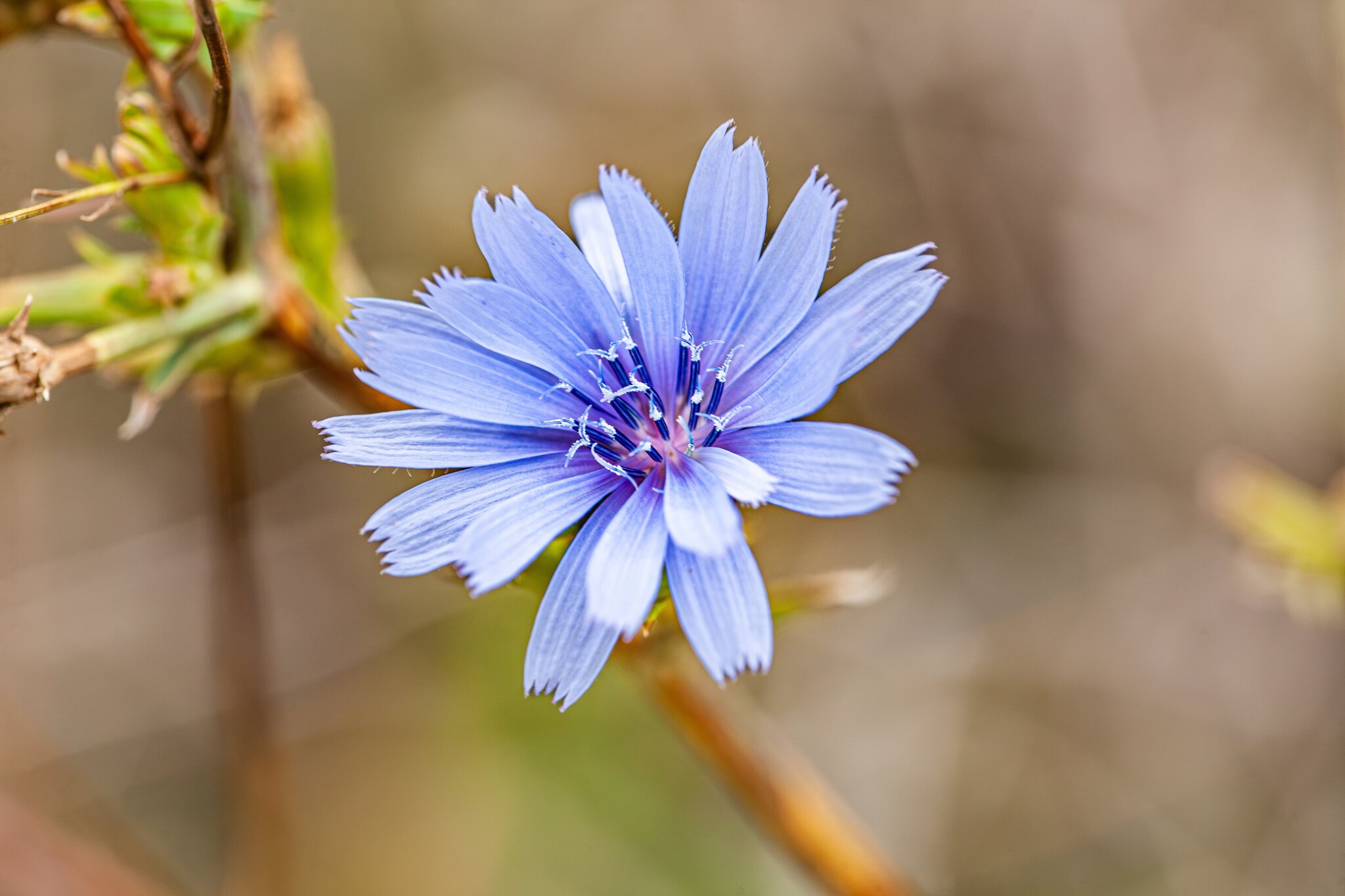 Alles over Cichorei - Cichorium intybus - Graszaaddirect
