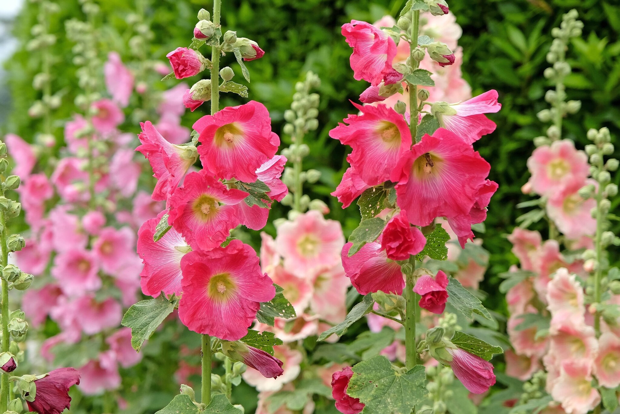 Alles over de Stokroos – Alcea rosea: tips en verzorging - Graszaaddirect