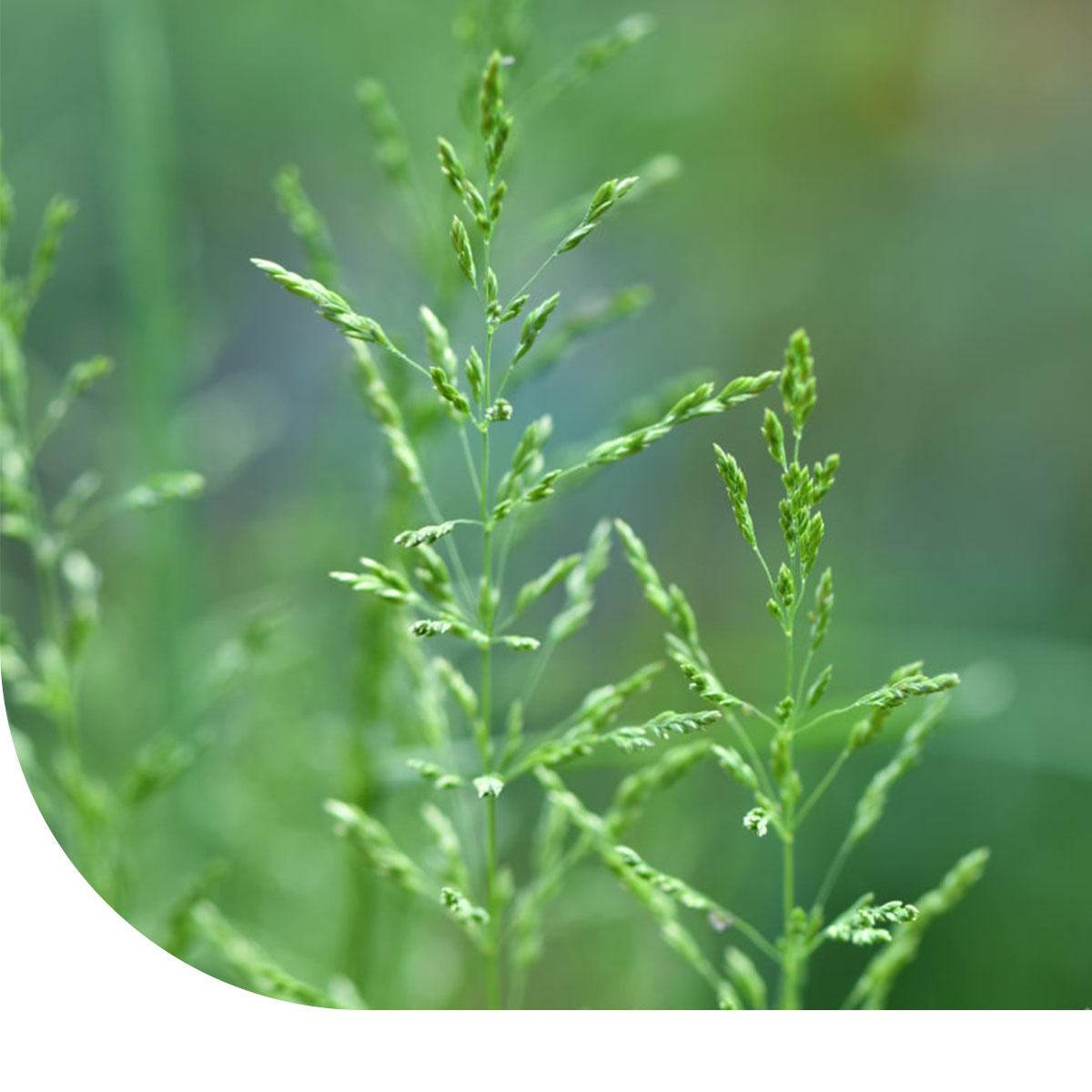 Ruw Beemdgras - Poa Trivialis | MRS Seeds & Mixtures