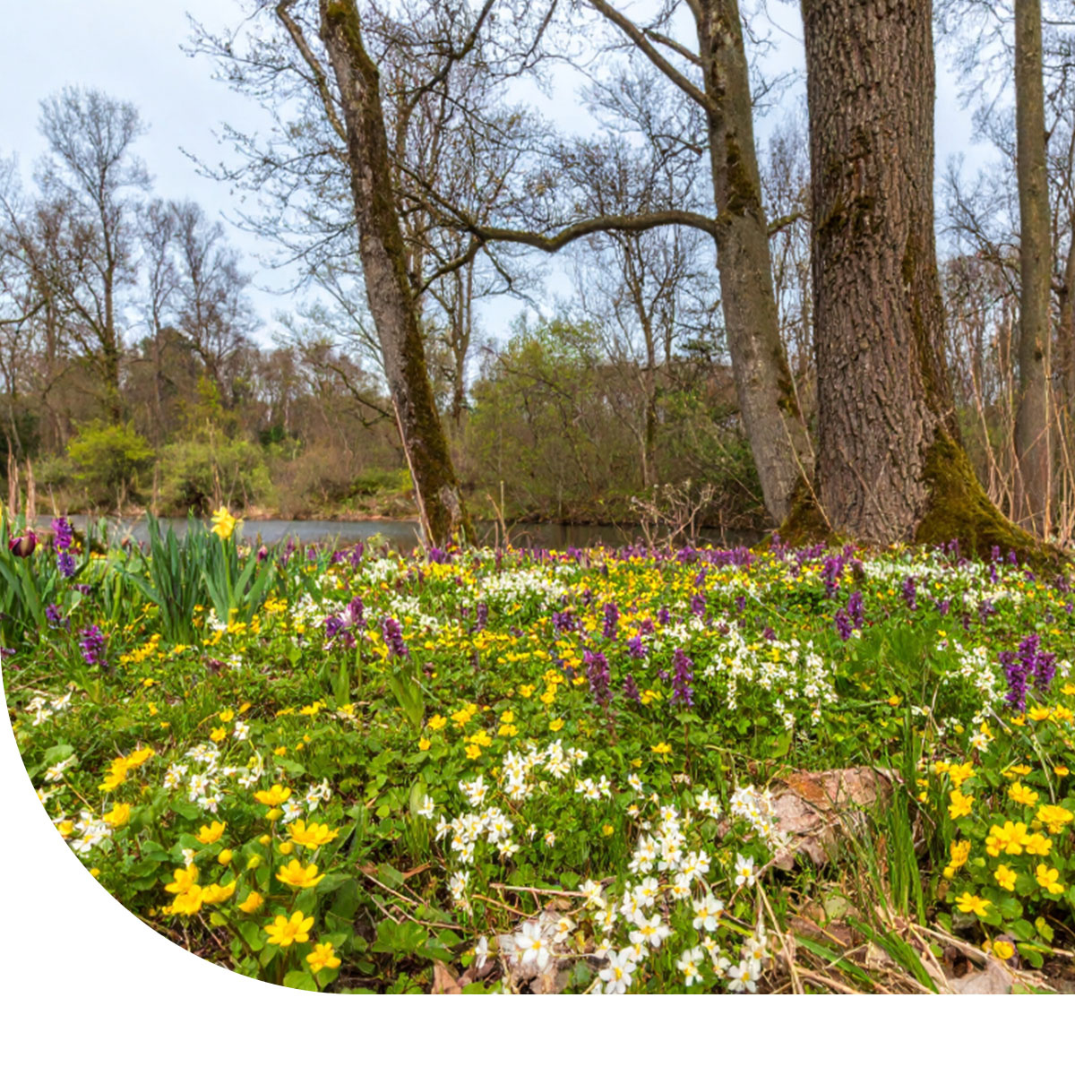 G3 - Bloemrijk Grasland - Natte grond | Inheems mengsel