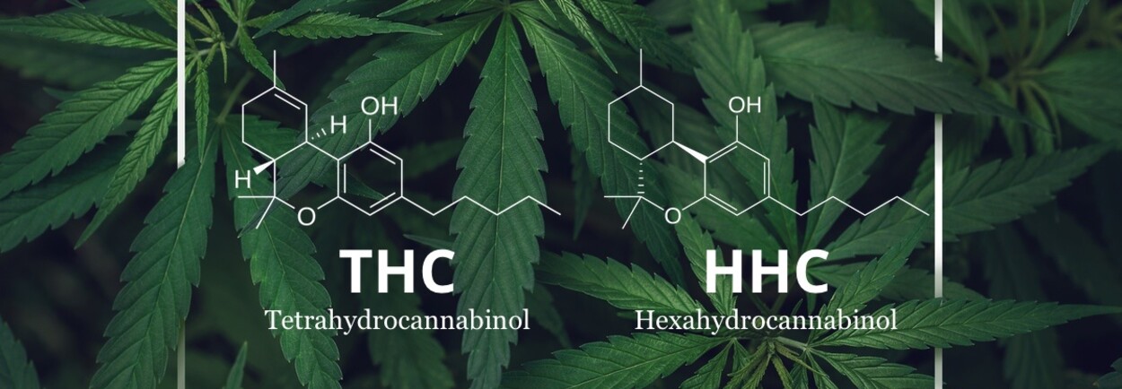 HHC vs THC: Differences, Effects, and Products - Novus Fumus HHC vs THC: Differences, Effects, and Products - Novus Fumus