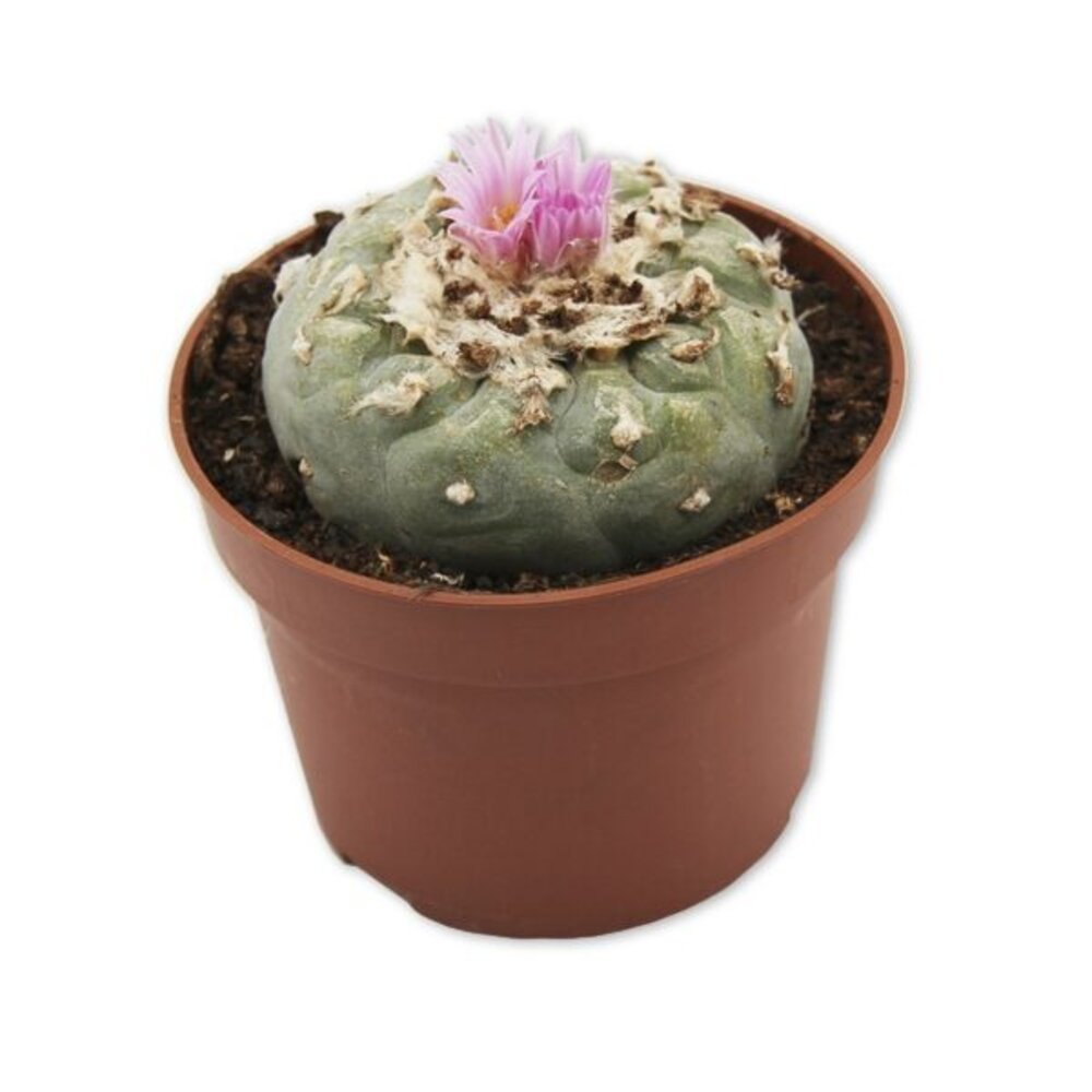 Peyote Cactus - Mescaline for Spiritual Journeys - Novus Fumus