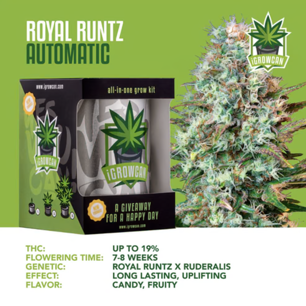 Royal Runtz Autoflower | Bestel Diskreet Online - Novus Fumus