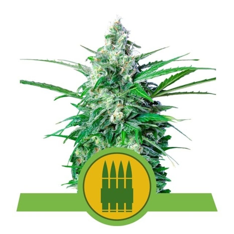 Royal AK Auto | Bestel Diskreet Online - Novus Fumus