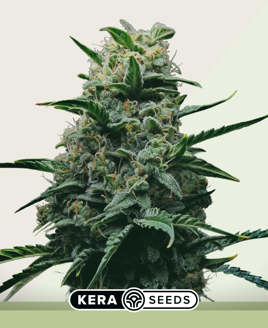 White Dwarf Autoflower Cannabis Seeds - Compact Indica, Robust Yields ...