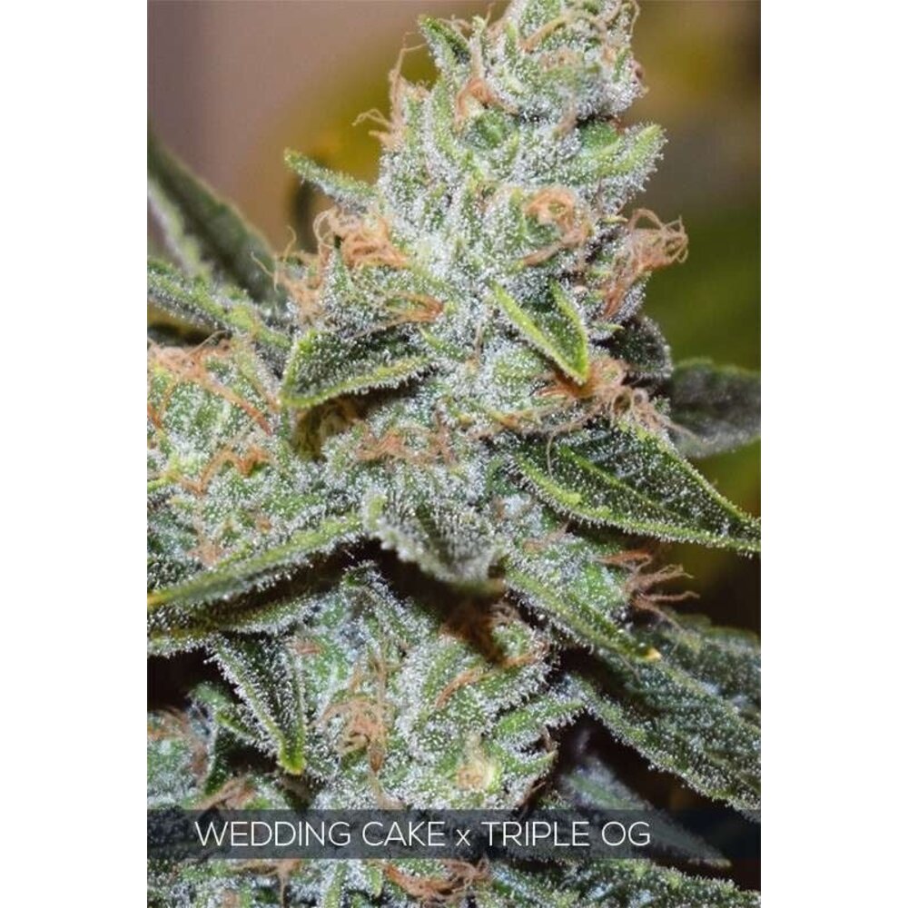 Vision Seeds Wedding Cake x Triple OG, Feminized, 60% Indica, 20% THC - Novus Fumus