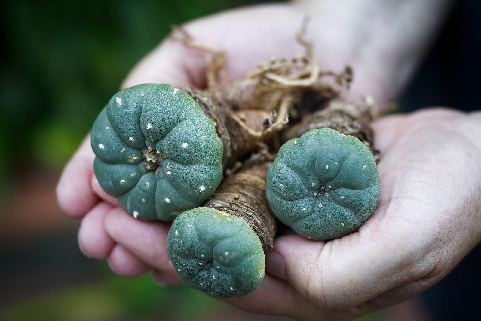 Comprar Peyote: Información y Consejos Útiles - Novus Fumus