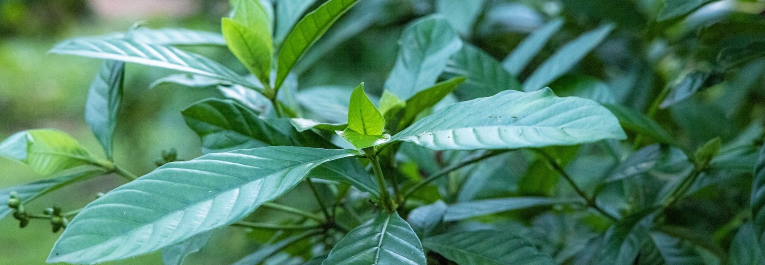 Chacruna (Psychotria viridis) - Sacred Plant & Uses - Novus Fumus