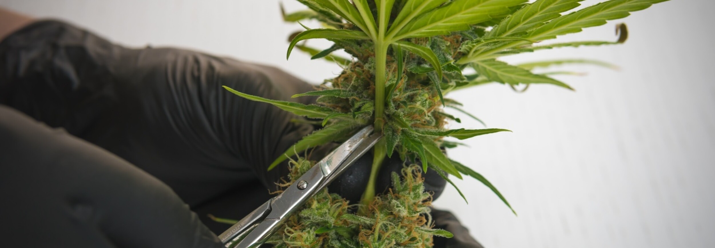 Cómo Cosechar Marihuana Guía Completa Con Consejos De Secado Y Curado