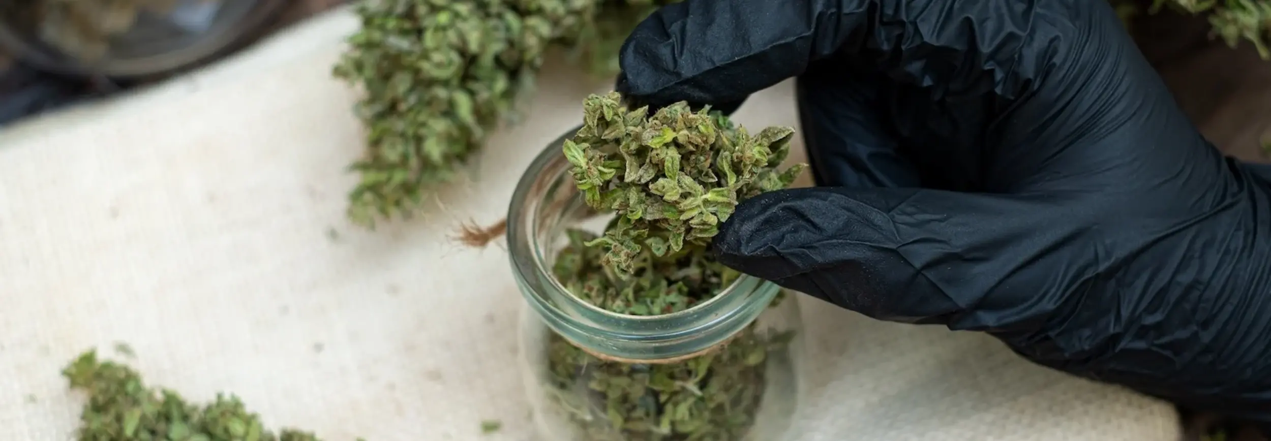 Cómo Curar Marihuana Guía Completa Para Cogollos Potentes Y Aromáticos