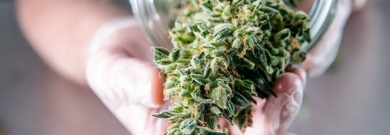 How to Dry Weed: A Complete Guide for Optimal Cannabis Quality - Novus ...
