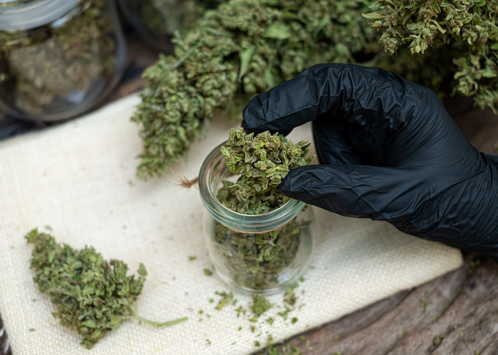 Novus Fumus – Smartshop for CBD, Psychedelics, and Wellness - Novus Fumus