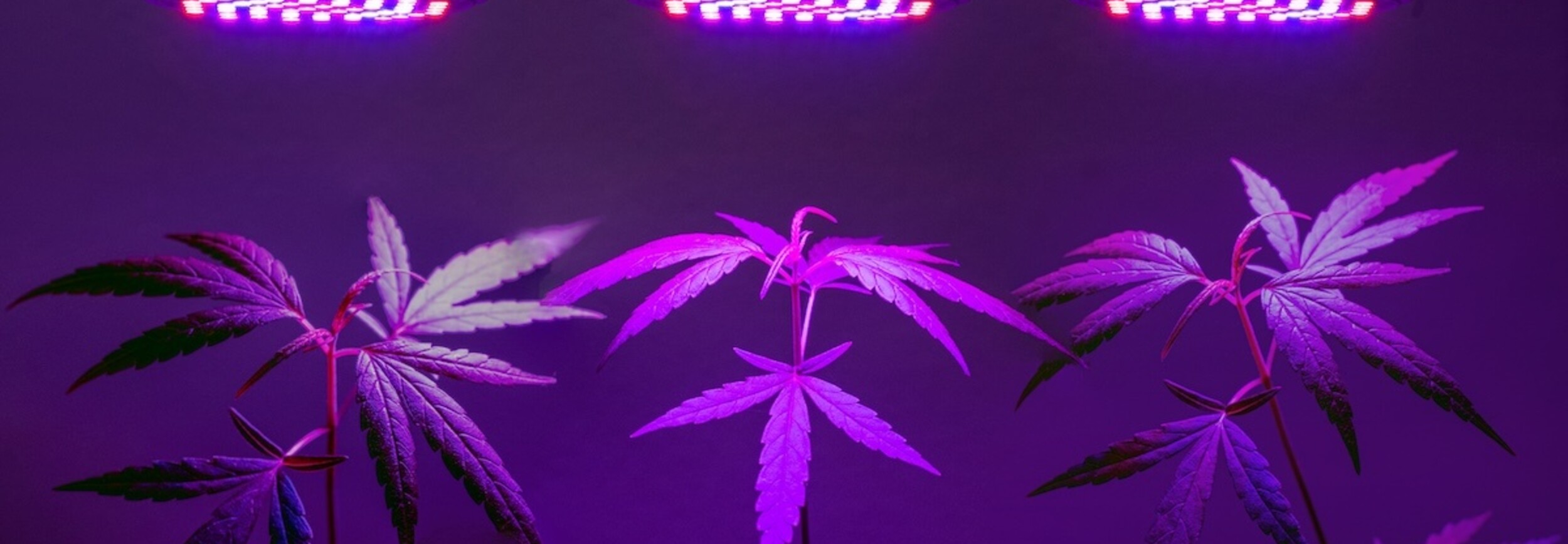 Best Grow Lights for Cannabis | LED vs HPS Explained - Novus Fumus