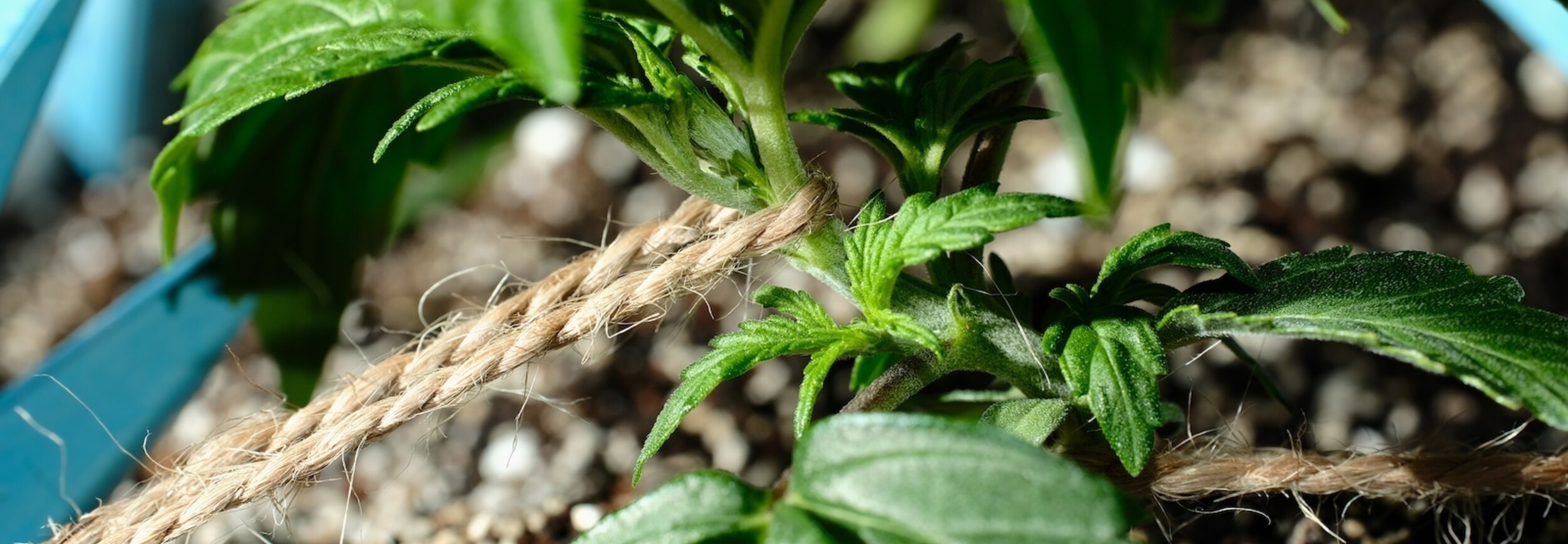 Low Stress Training Lst For Cannabis Boost Yields Without Stress