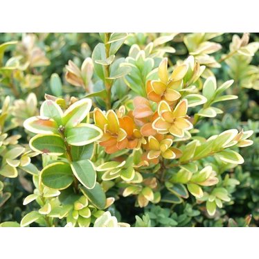 Topbuxus Grow - Compleetgroen