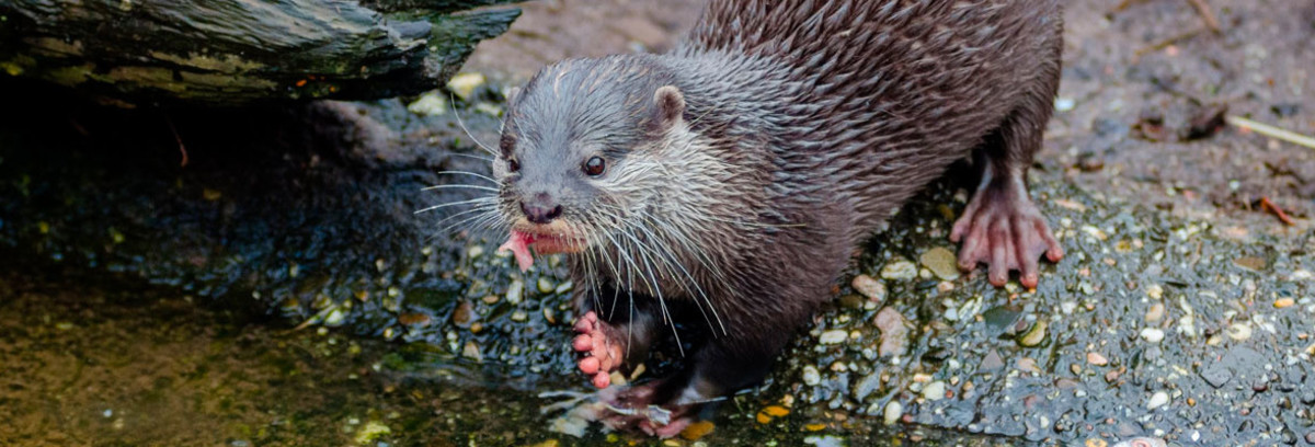 Home - Electric Fence Online