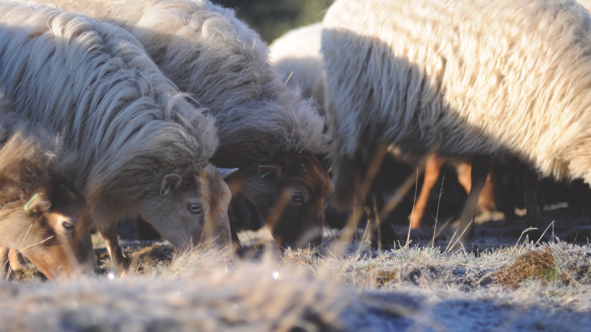 6 Important Aspects for Winter Grazing | Blogs