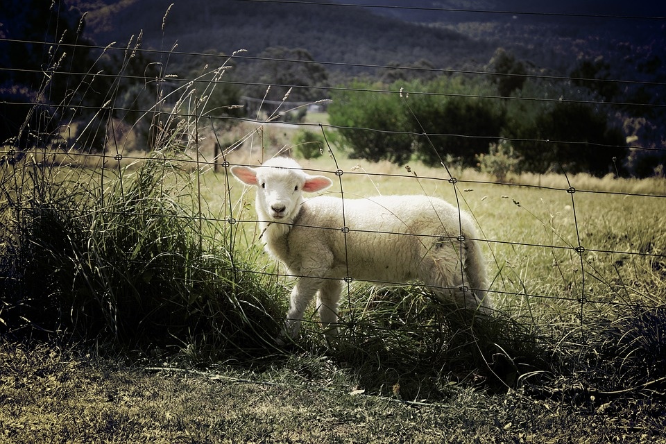 Understanding Sheep Worrying; responsibilities and prevention